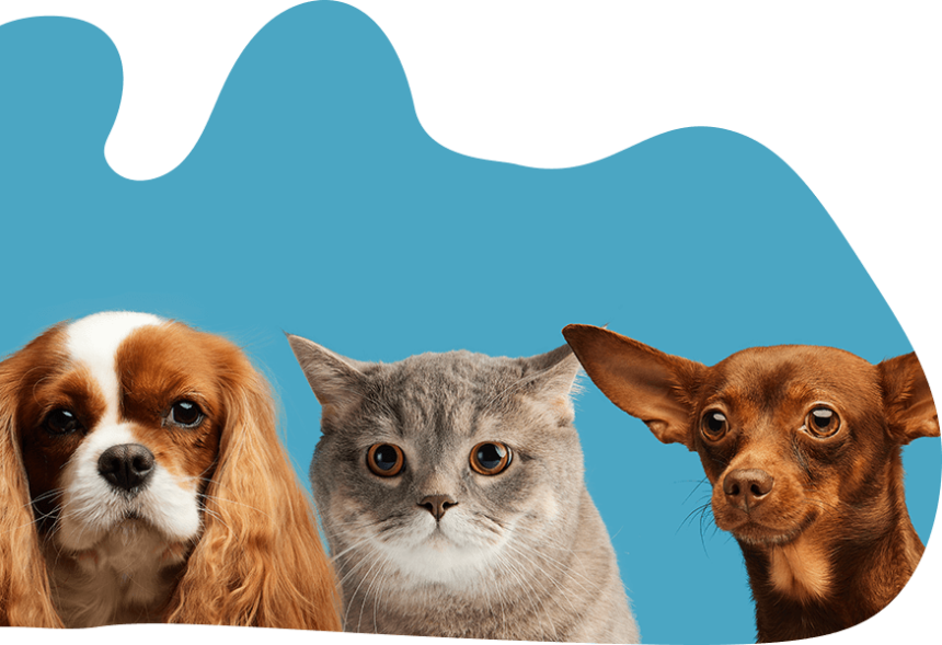 About us | Turf Pet Hyper | Quality Pet Supplies and Live Pets ...