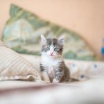 Pet Shop in Johannesburg | Turf Pet Hyper