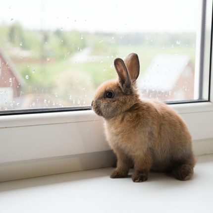 Pet Shop in Johannesburg | Turf Pet Hyper